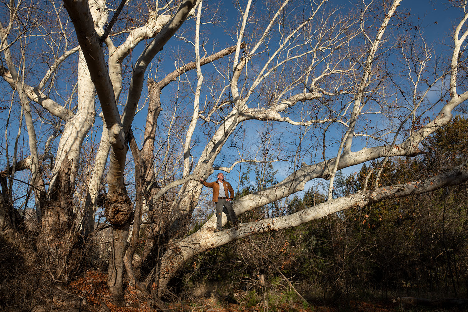 Great Big Trees Arizona Highways