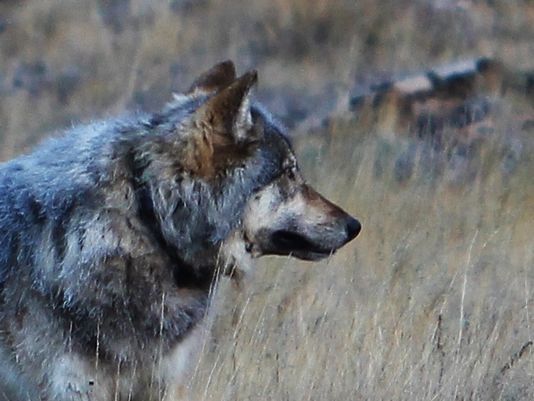 Why Is The Endangered Gray Wolf