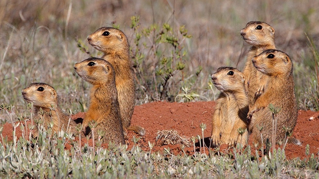 Can Dogs Get The Plague From Prairie Dogs