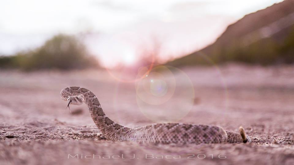 Pink Rattlesnake