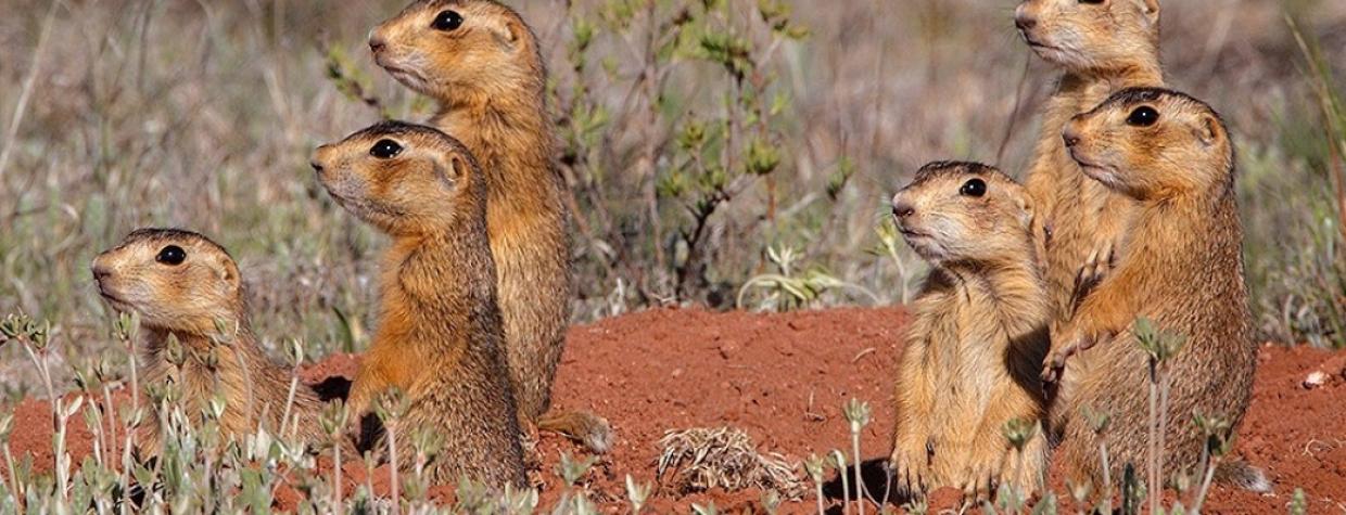 Can Prairie Dogs Carry The Plague