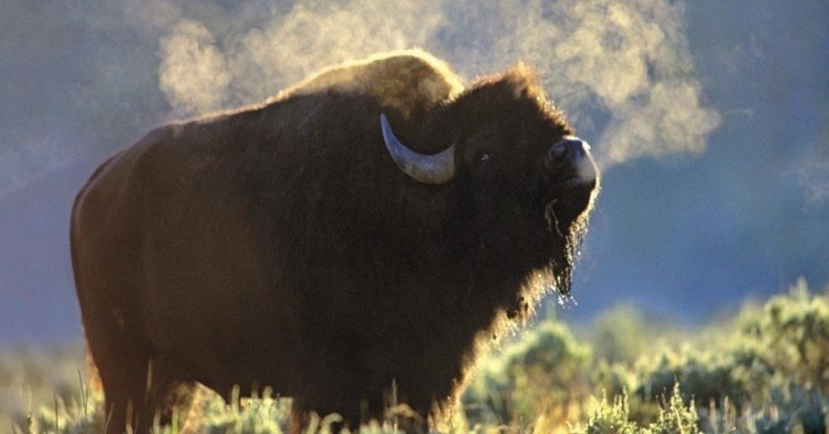 American Bison | Arizona Highways