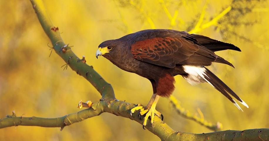 the harris hawk