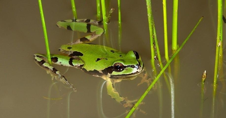 when do tree frogs hatch