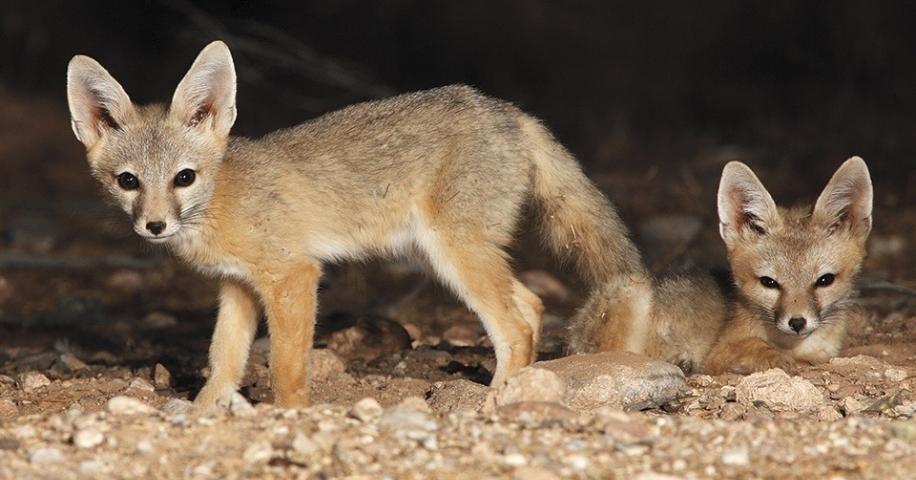 Kit Foxes | Arizona Highways