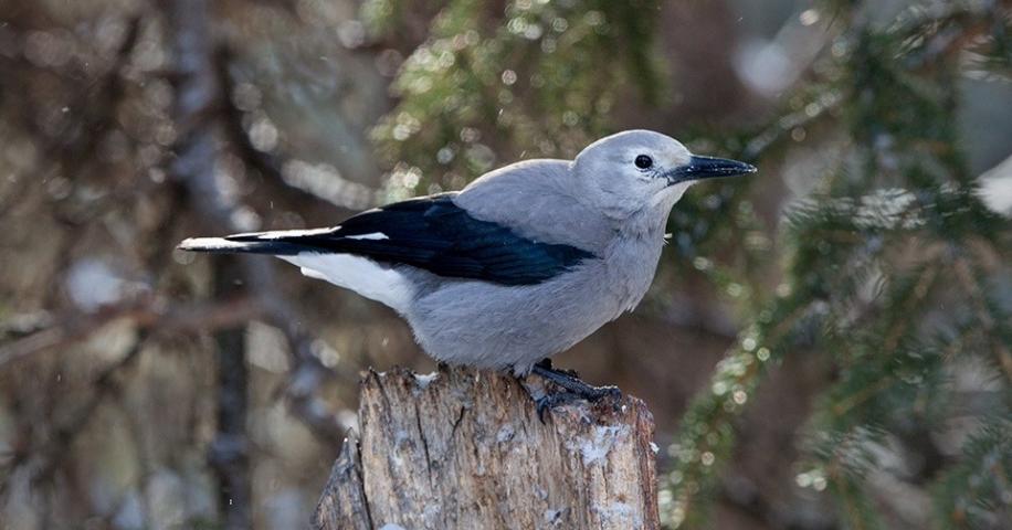 Clark's Nutcrackers | Arizona Highways