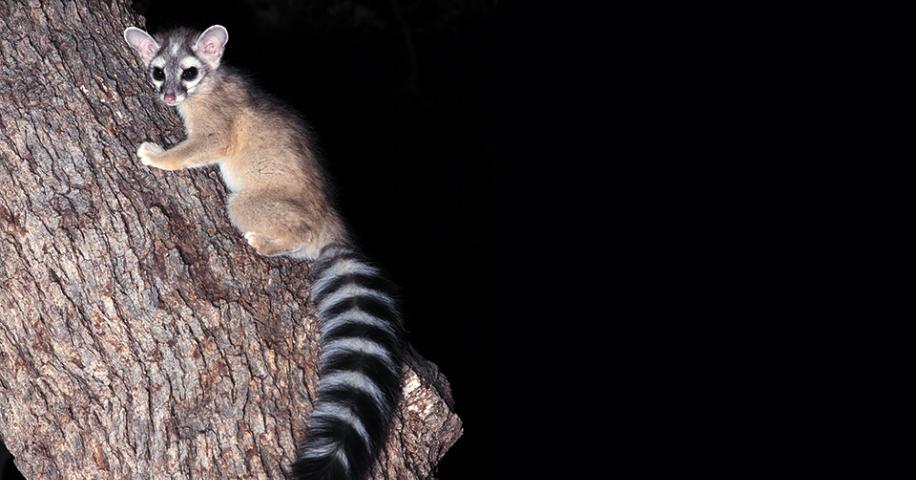Ringtails | Arizona Highways