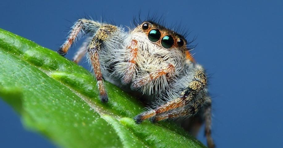 Emerald Jumping Spiders | Arizona Highways