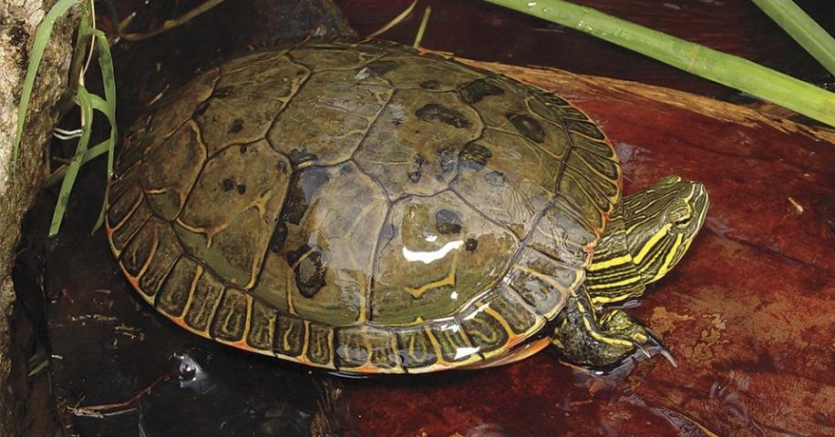 Western Painted Turtle | Arizona Highways