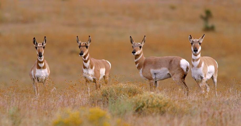 Pronghorns | Arizona Highways
