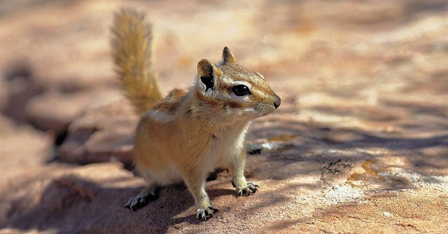 Hopi Chipmunks | Arizona Highways