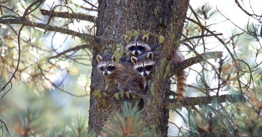 Raccoons | Arizona Highways