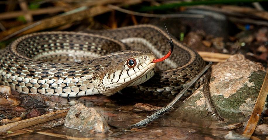 Mexican Gartersnakes | Arizona Highways