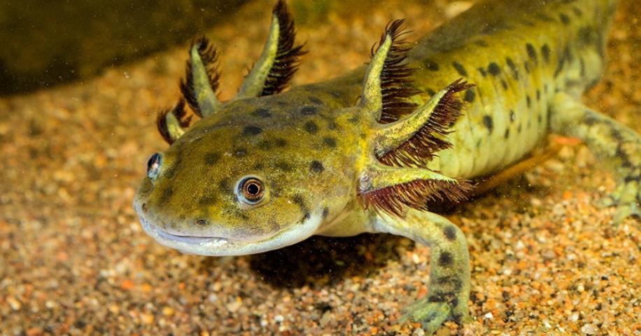 Water Dogs | Arizona Highways