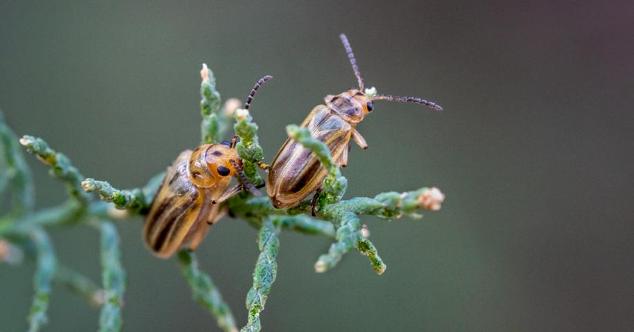 green leaf beetles