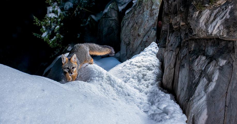 Gray Fox | Arizona Highways