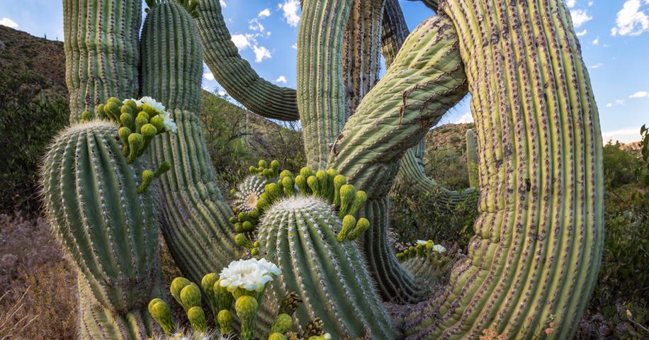 A Thing or Two About Saguaros | Arizona Highways