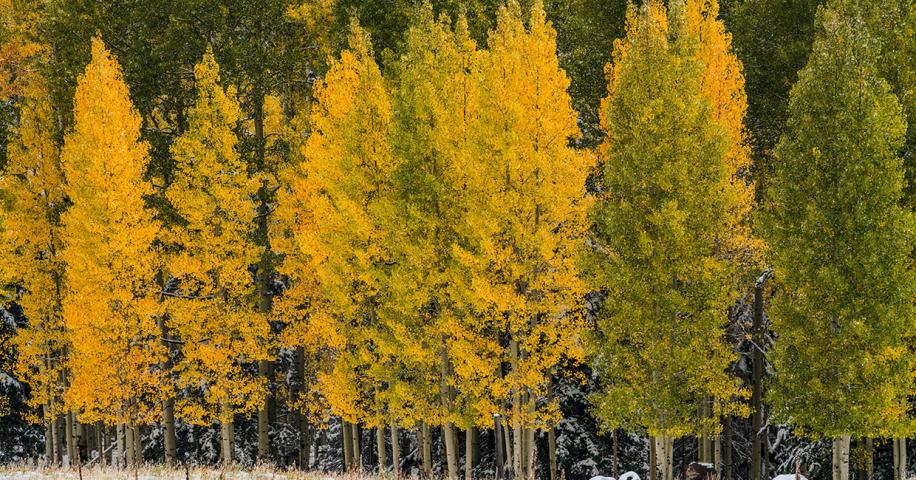 Aspen Loop Trail | Arizona Highways