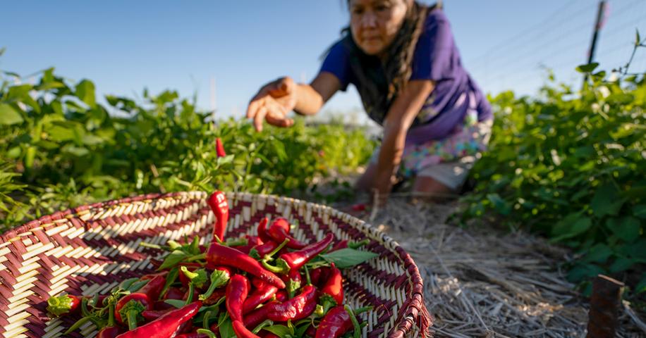 Returning to Their Roots | Arizona Highways