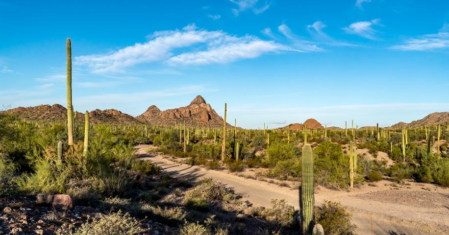 Ajo Scenic Loop | Arizona Highways