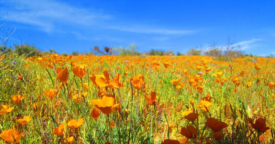 Celebrate Spring in Globe, AZ | Arizona Highways