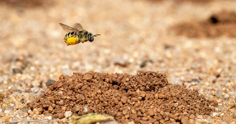 They Like to Bee Alone | Arizona Highways