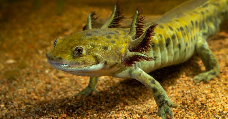 Western Tiger Salamander | Arizona Highways