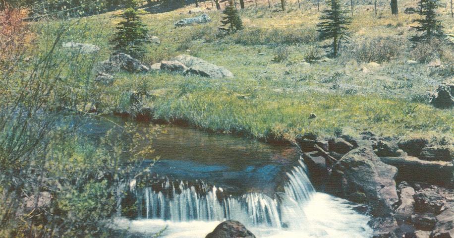 Arizona's Timbered Treasure | Arizona Highways