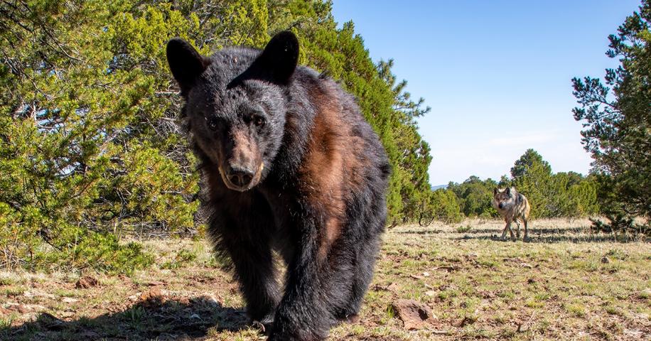 Q&A: Bruce D. Taubert | Arizona Highways