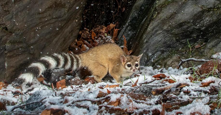 Ringtail | Arizona Highways