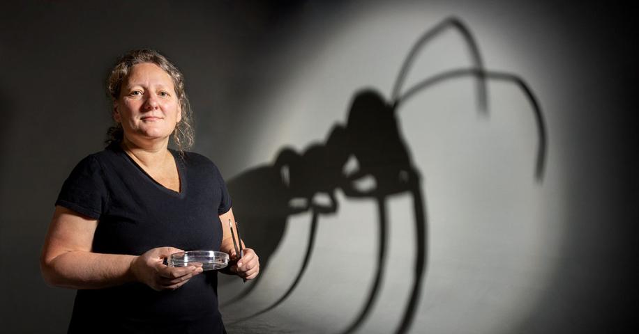 The Social Nature of Ants | Arizona Highways