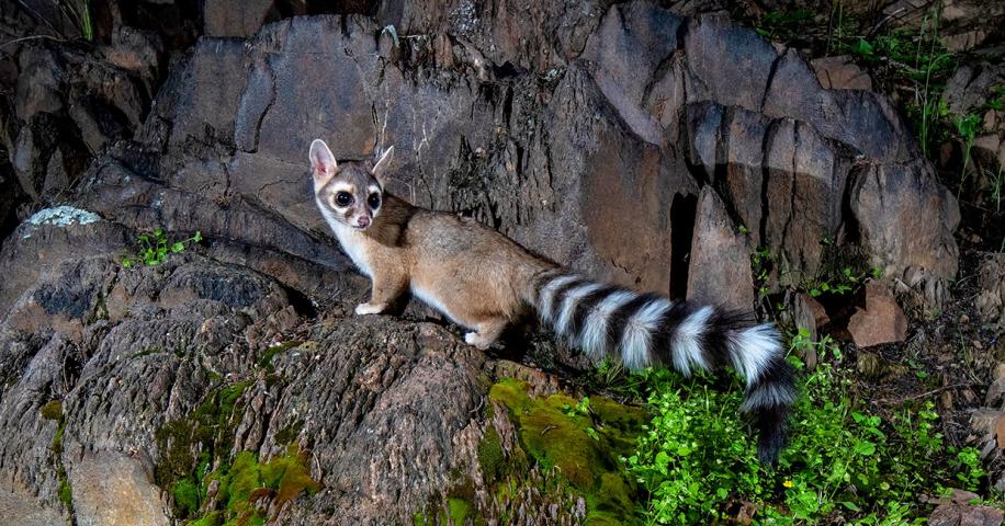 2024 Arizona Wildlife Views Photo Contest | Arizona Highways