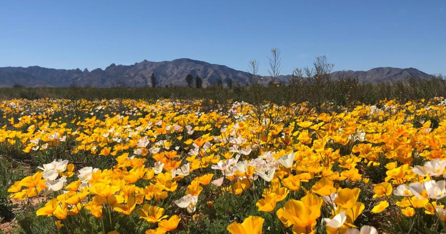 Explore Cochise County | Arizona Highways