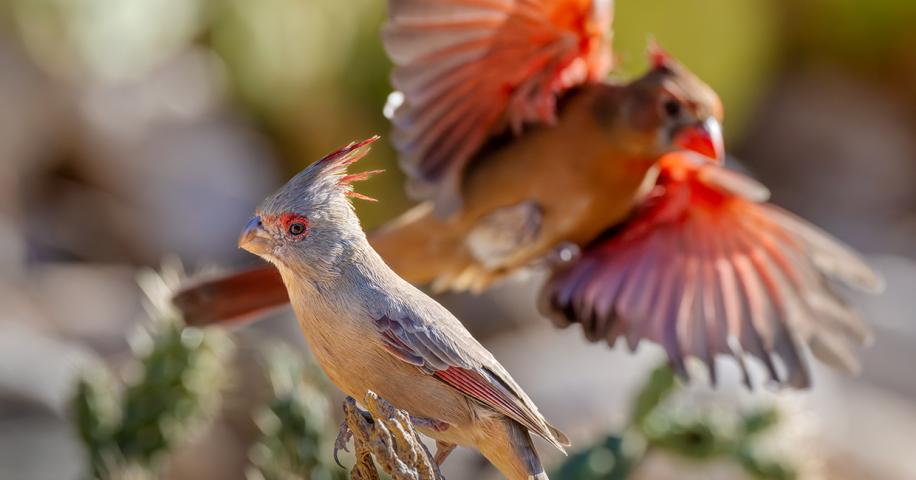 Pyrrhuloxia | Arizona Highways