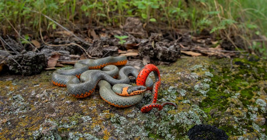 ringneck snake