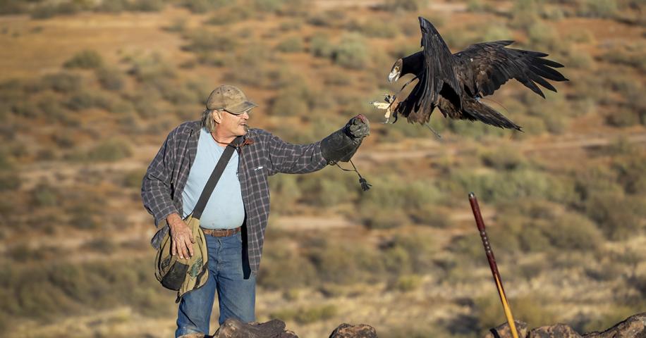 Golden Eagle Hack Site | Arizona Highways