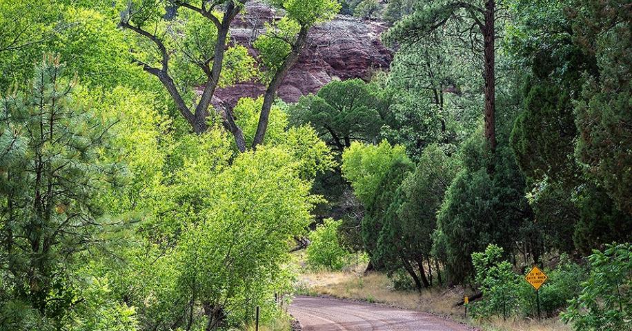 Blue Range Loop | Arizona Highways