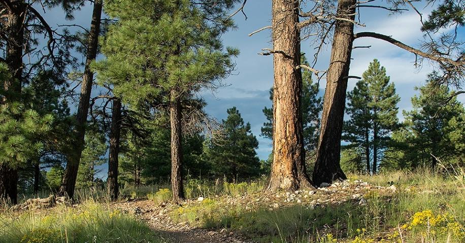 Campbell Mesa Loop | Arizona Highways
