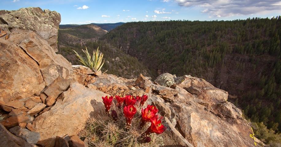Sycamore Canyon Vista | Arizona Highways