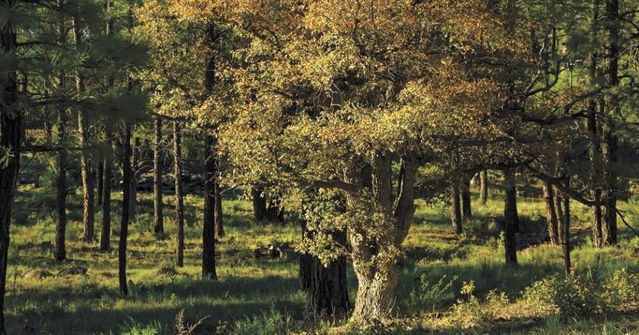 Oak Trail | Arizona Highways