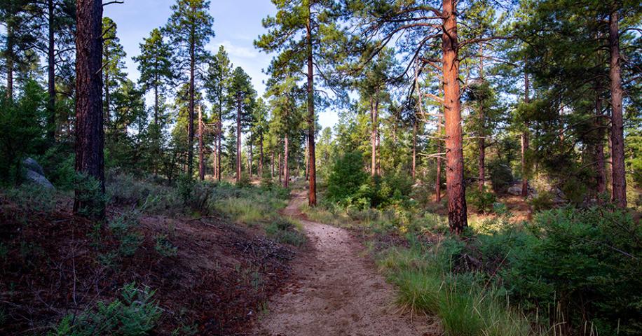 Wolf Creek Loop | Arizona Highways
