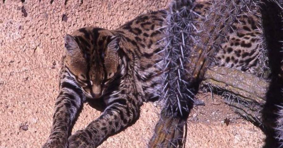Why Are Ocelots Endangered